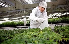 Top Jobs Within The Marijuana Industry- How To Get Paid To Smoke Weed ...